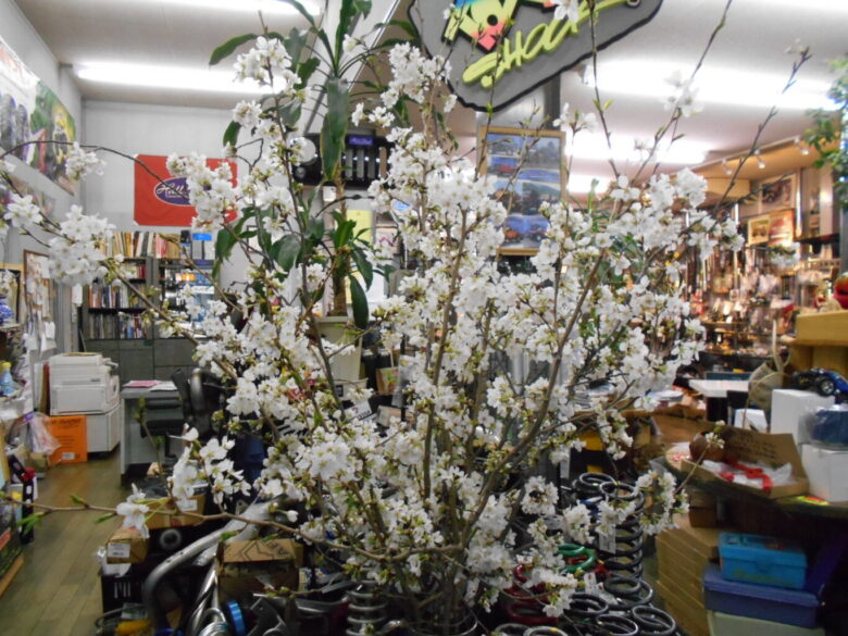 今年は中止の、入谷桜 | HallShot